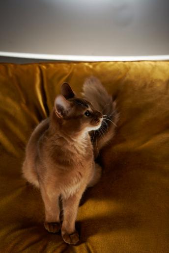 Venezia. Pure silk plain velvet. Rubelli